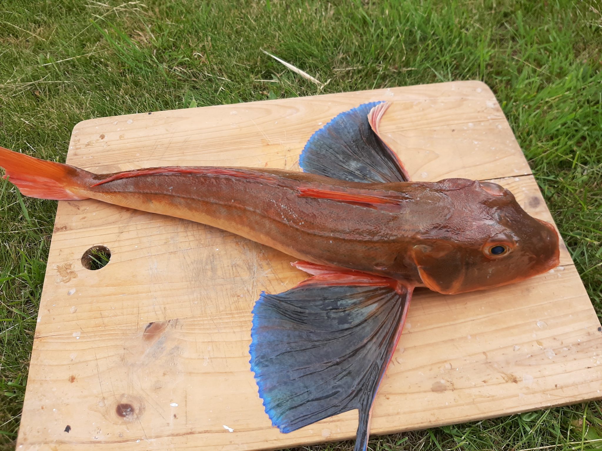 Grondin de 1,7 kgs et 51 cm – Association des Pêcheurs Plaisanciers de ...
